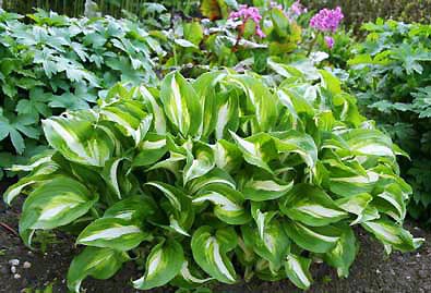 Hosta undulata 'Medio Variegata' - DeGroot