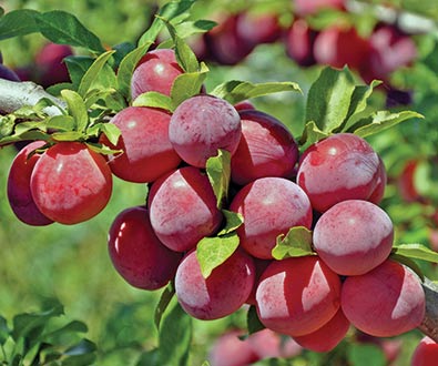 Plum Tree, 'Methley' - De Groot, Inc. - Perennials, Daylilies, Fruits ...