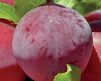 Plum Tree, 'Methley' - De Groot, Inc. - Perennials, Daylilies, Fruits ...