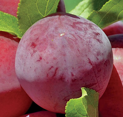 Plum Tree, 'Methley' - De Groot, Inc. - Perennials, Daylilies, Fruits ...