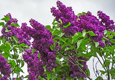 Lilac 'Monge' - DeGroot
