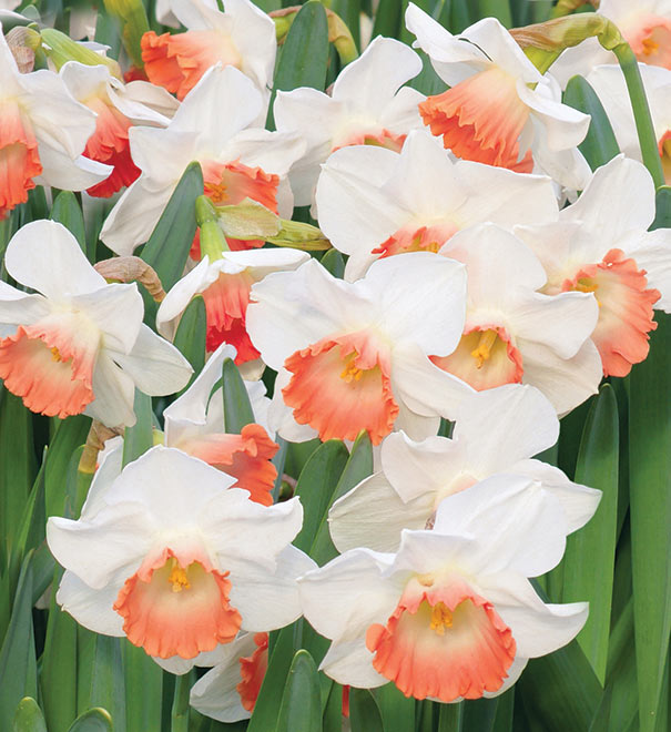 Daffodil, 'Salome' - De Groot, Inc. - Perennials, Daylilies, Fruits ...