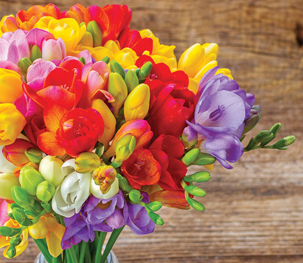 Freesia, Single – Mixed colors - De Groot, Inc. - Perennials, Daylilies ...