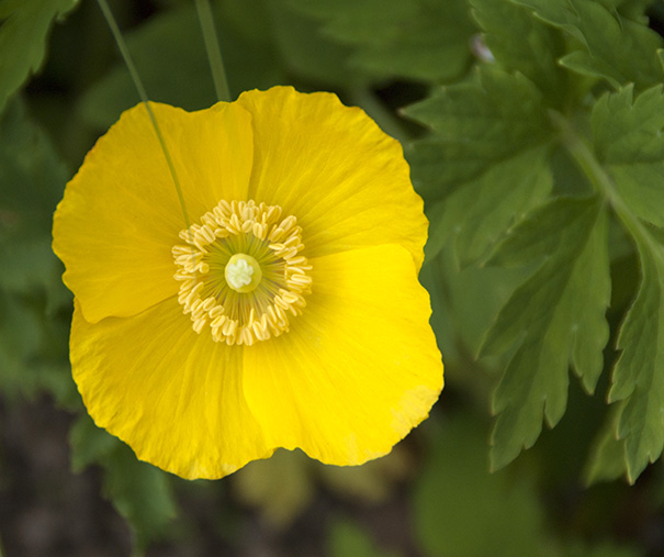 Stylophorum diphyllum (Wood Poppy or Golden Poppy) - DeGroot