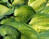 Hosta 'Guacamole' - DeGroot