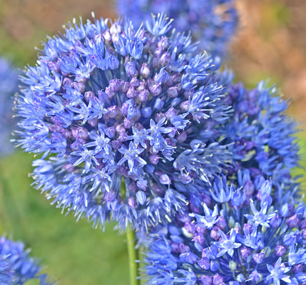 Blue Allium Bouquet