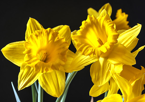 Daffodil, 'King Alfred' - De Groot, Inc. - Perennials, Daylilies ...